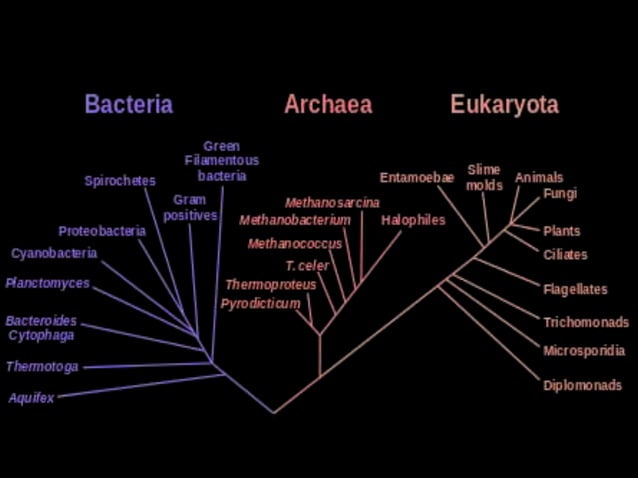 Classification seven kingdom
