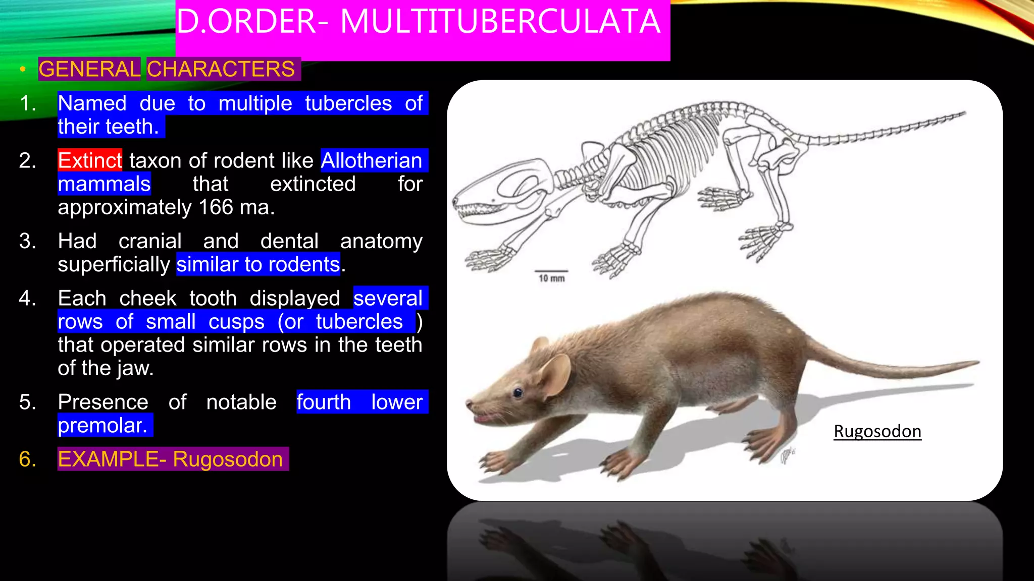 Classifications of mammals and aves | PPTX
