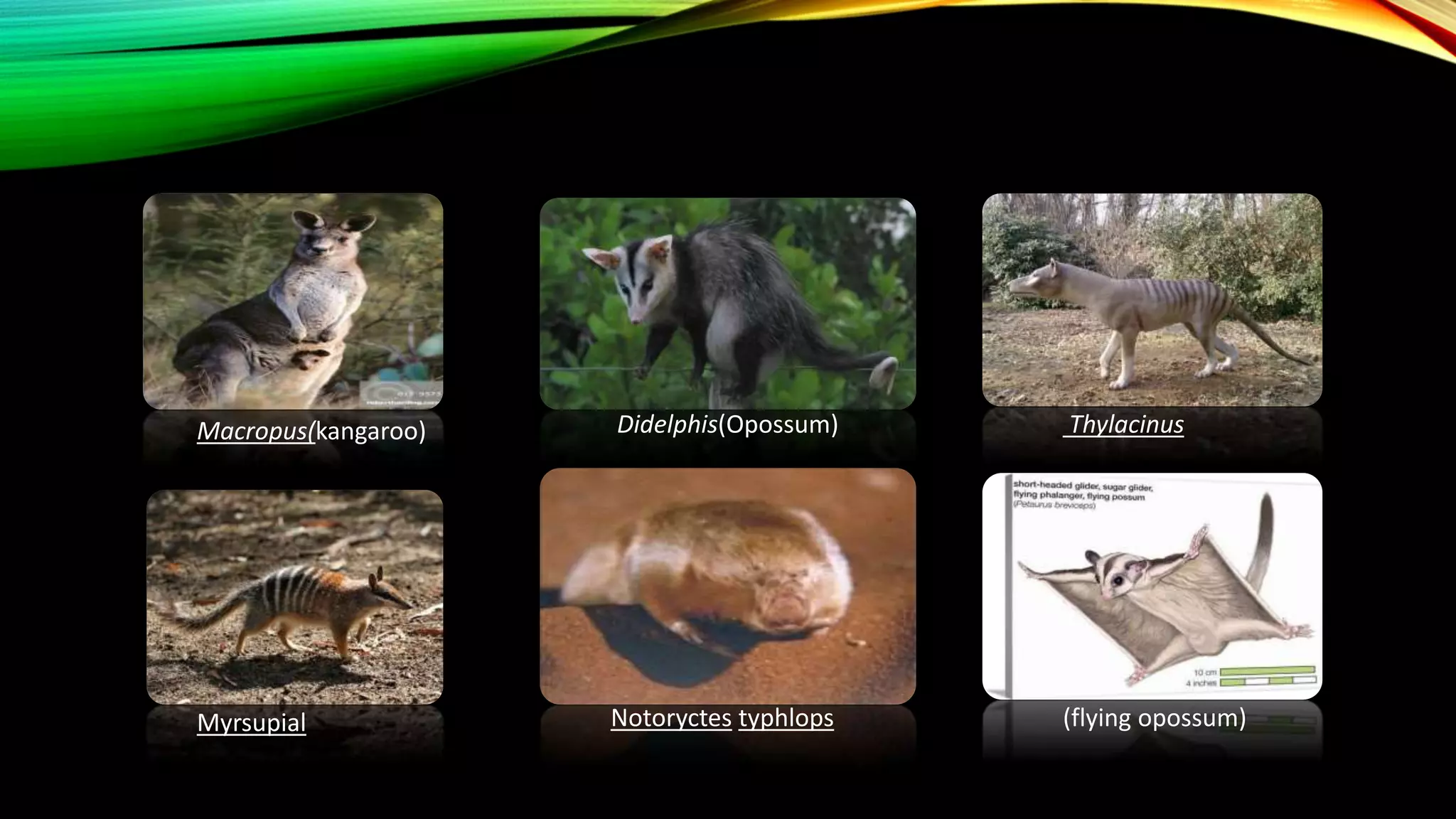 Classifications of mammals and aves | PPTX | Geology | Science