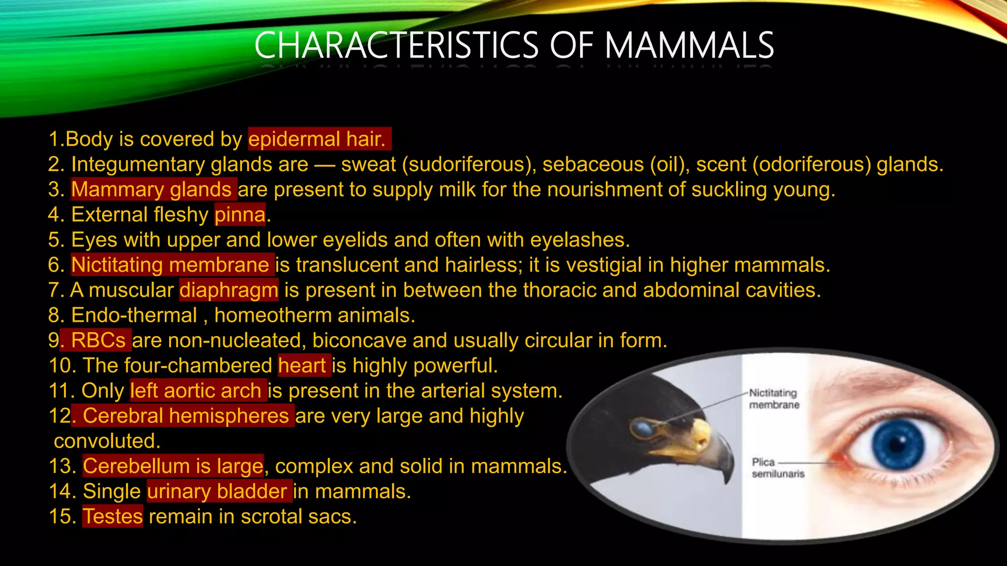 Classifications of mammals and aves | PPTX