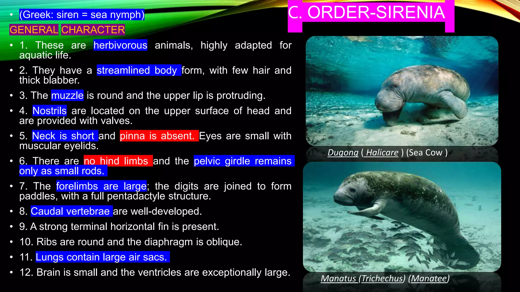 Classifications of mammals and aves | PPTX