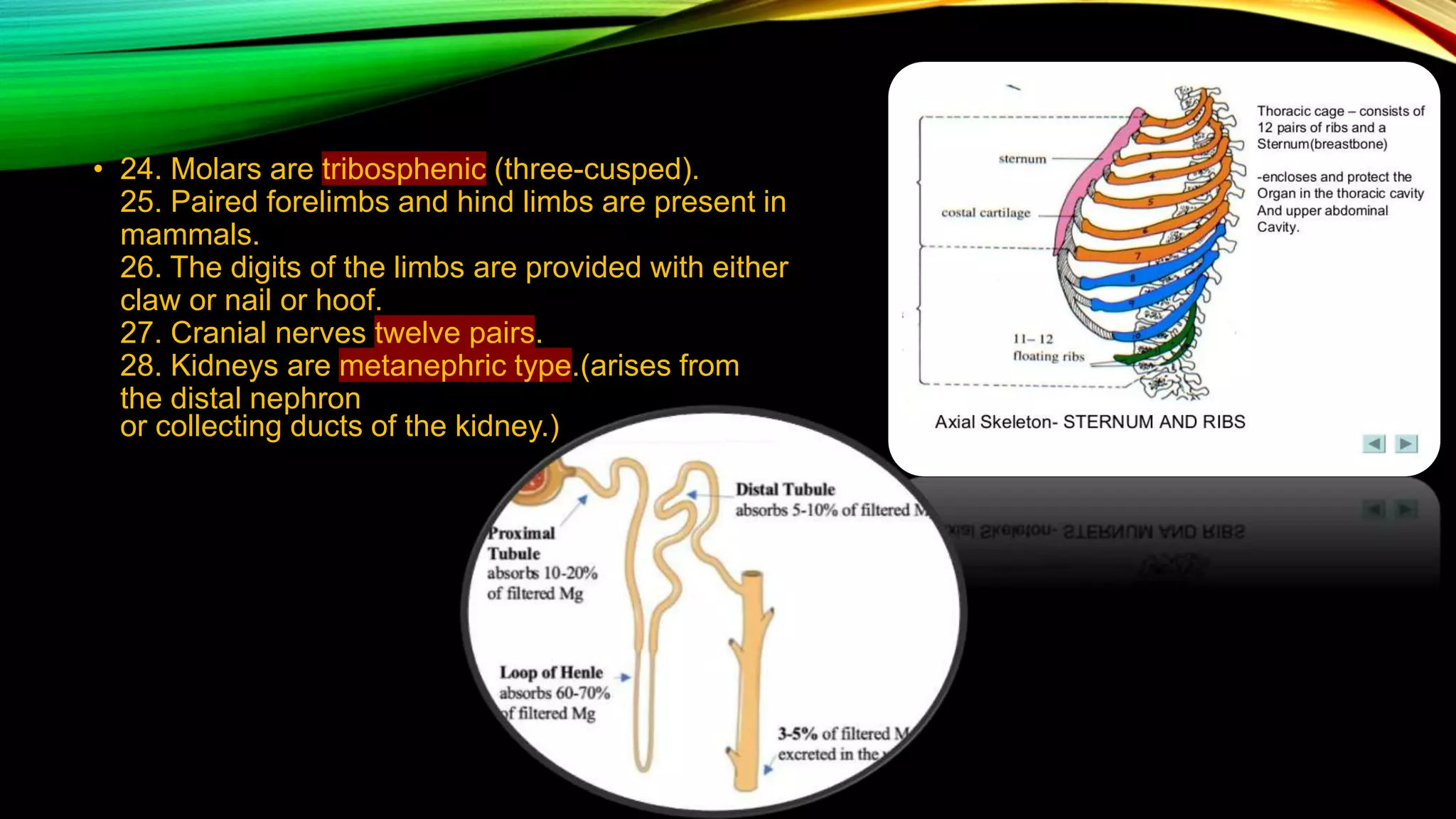 Classifications of mammals and aves | PPTX