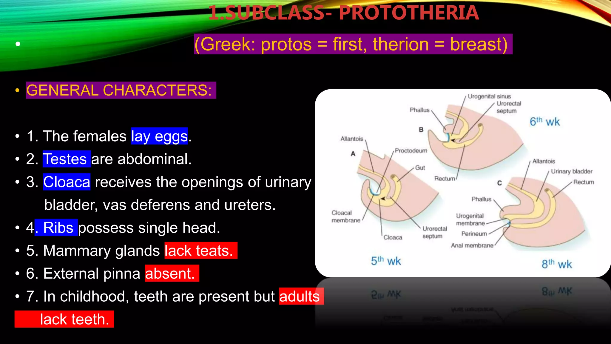 Classifications of mammals and aves | PPTX