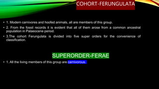 Classifications of mammals and aves | PPTX