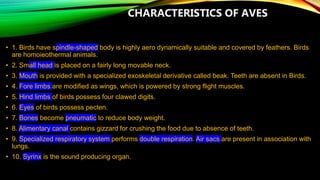 Classifications of mammals and aves | PPTX