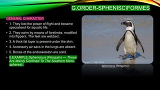 Classifications of mammals and aves | PPTX