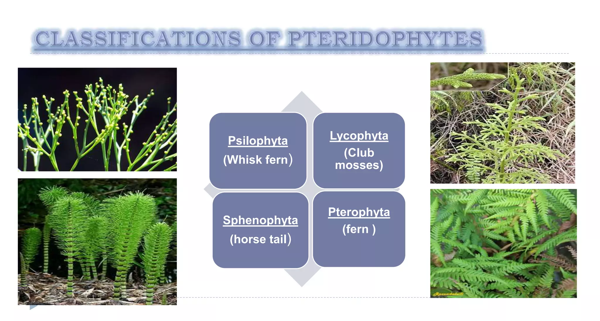 Classifications of pteridophytes | PPTX