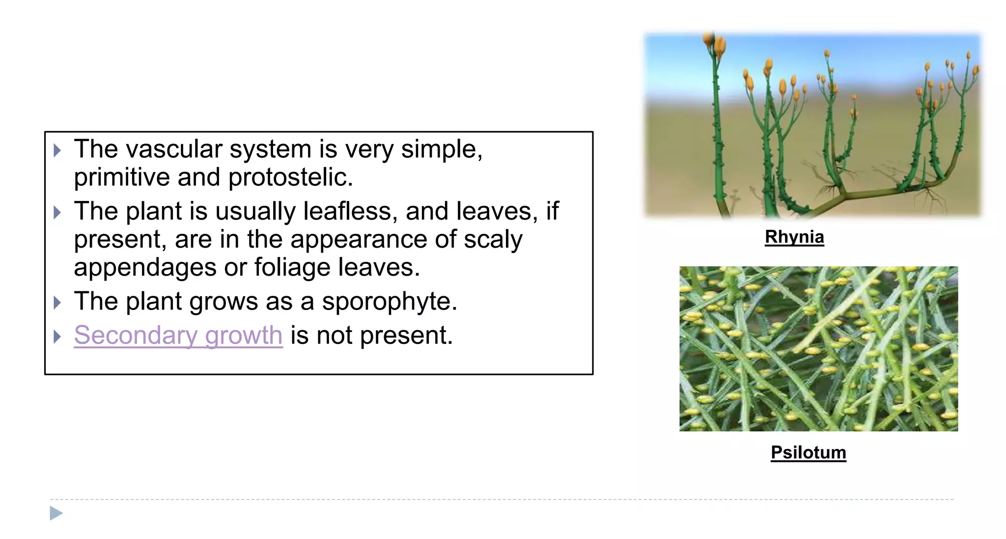 Classifications of pteridophytes | PPTX