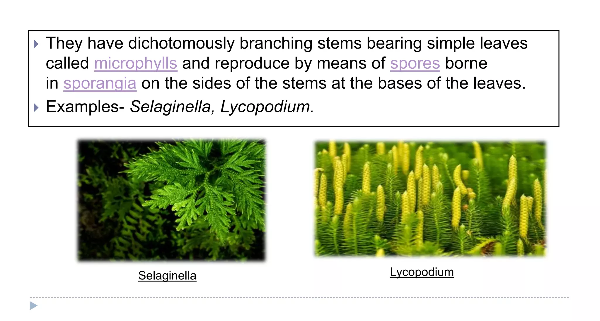 Classifications of pteridophytes | PPTX