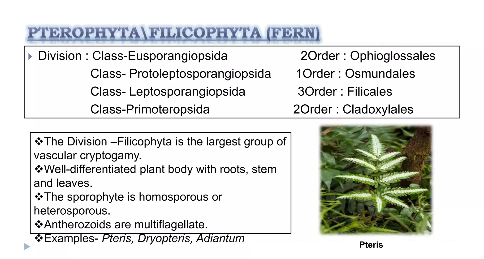 Classifications of pteridophytes | PPTX