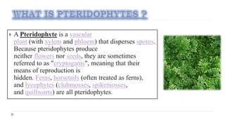 Classifications of pteridophytes | PPTX