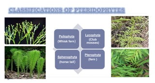 Classifications of pteridophytes | PPTX