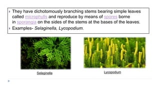 Classifications of pteridophytes | PPTX