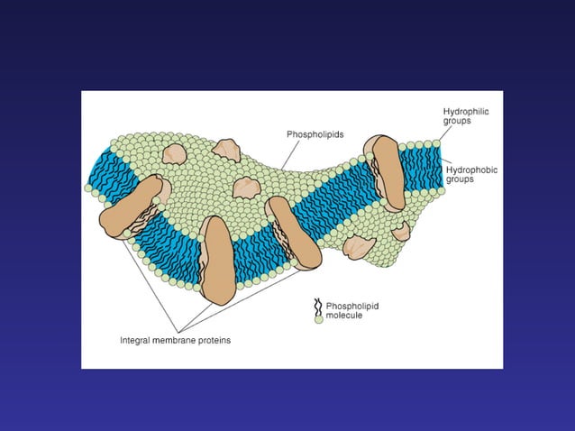 Classification+structure+function | PPT