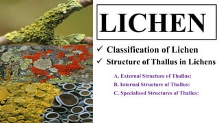 Structure and Classification of Lichen.pptx