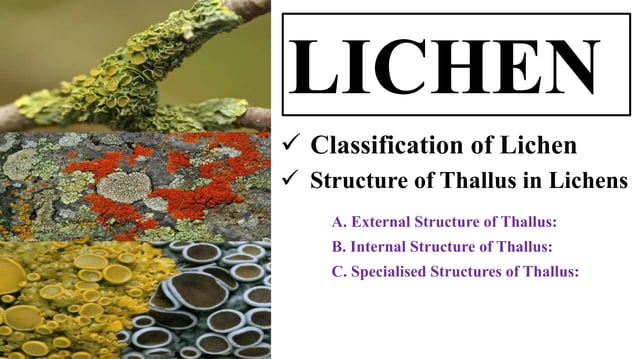 Structure and Classification of Lichen.pptx | Geography | Science