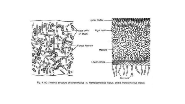 Structure and Classification of Lichen.pptx | Geography | Science