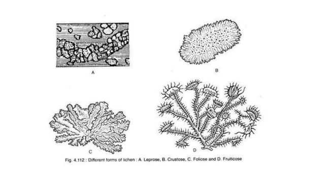 Structure and Classification of Lichen.pptx | Geography | Science