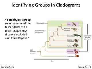 Classification | PPTX