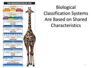 Classification | PPTX
