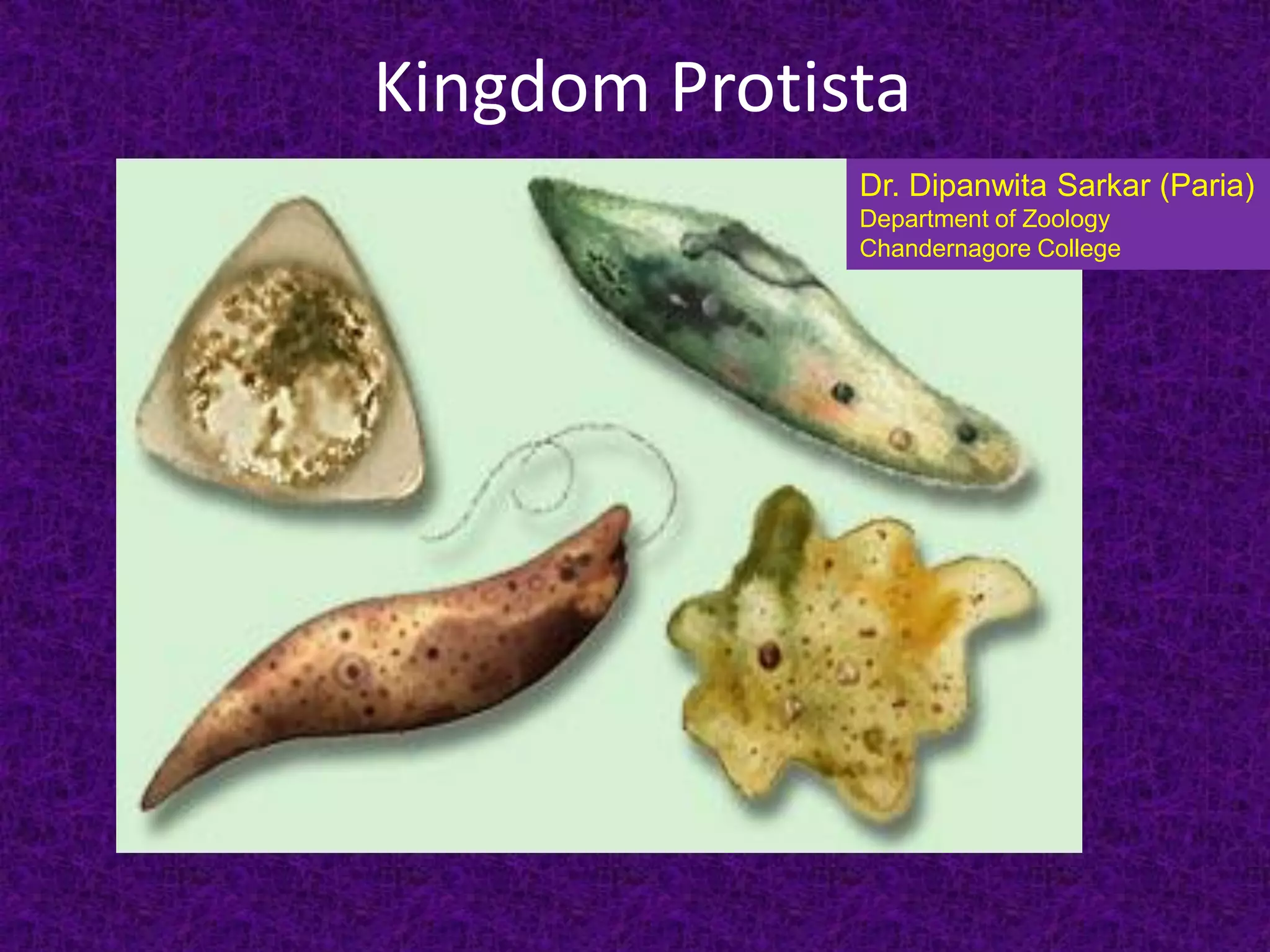 Kngdom Protista :Classification Subkingdom- PROTOZOA.pdf