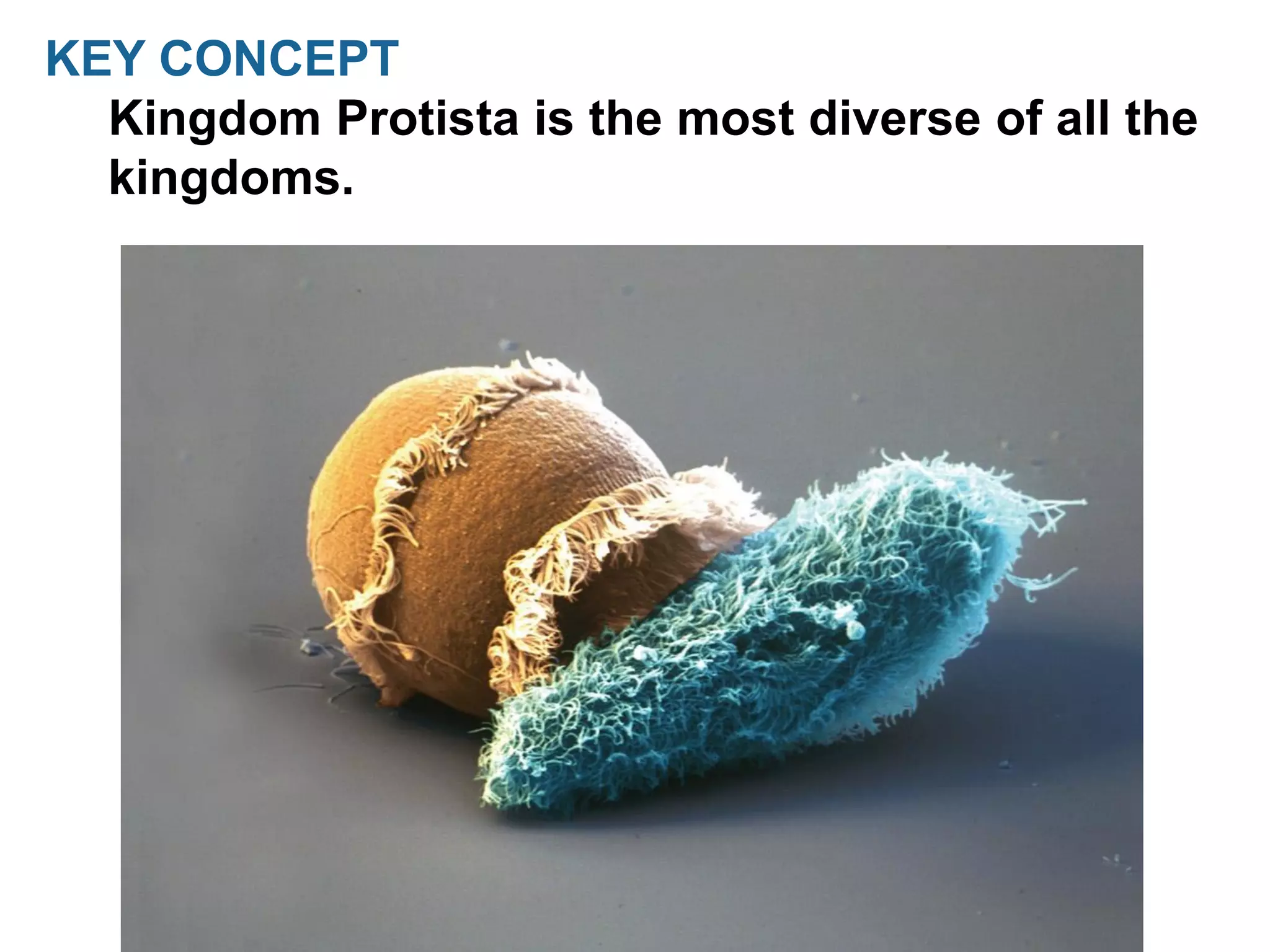 Kngdom Protista :Classification Subkingdom- PROTOZOA.pdf