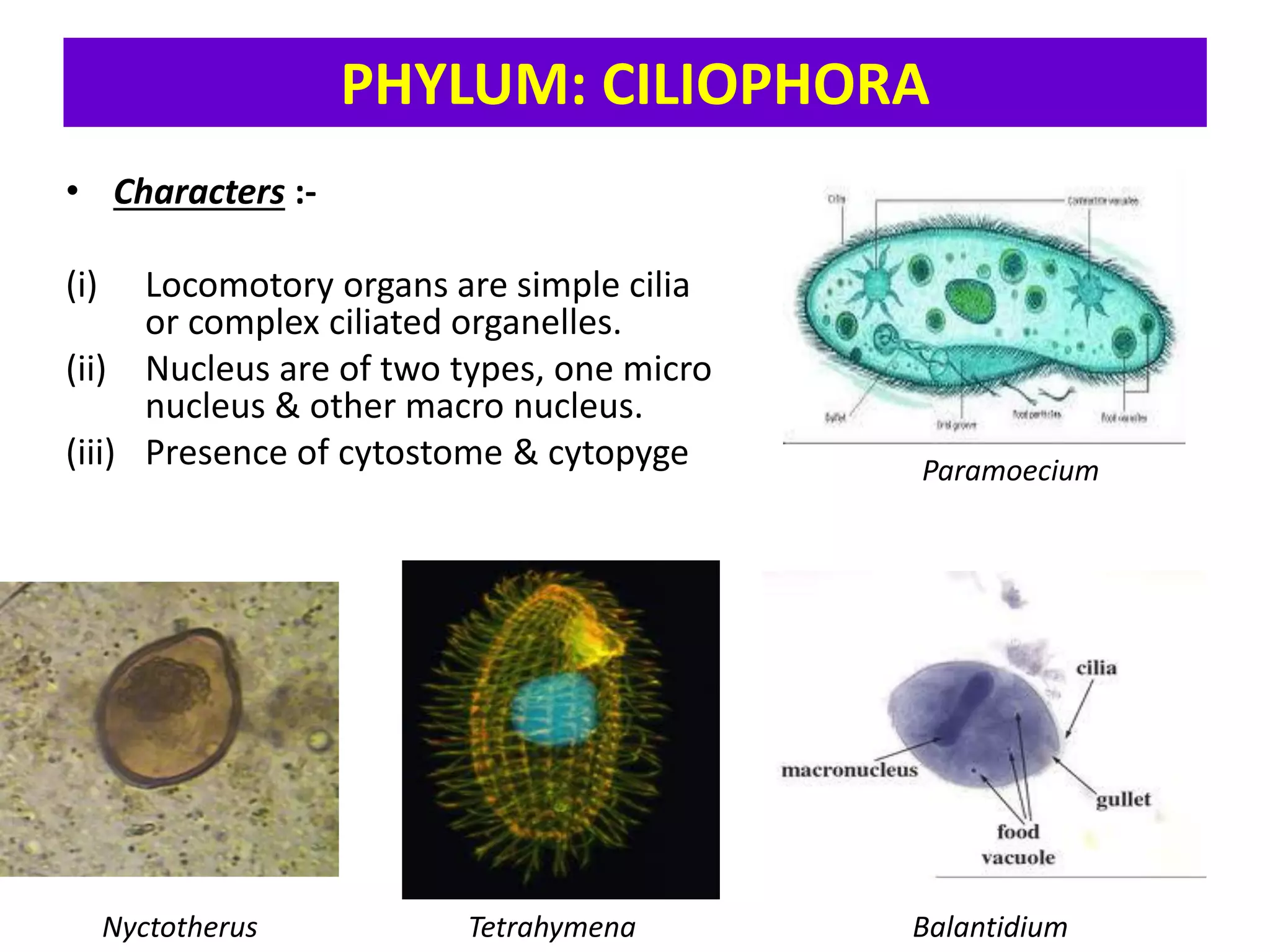 Kngdom Protista :Classification Subkingdom- PROTOZOA.pdf