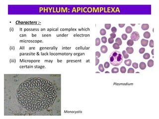 Kngdom Protista :Classification Subkingdom- PROTOZOA.pdf