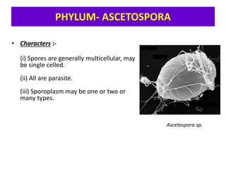 Kngdom Protista :Classification Subkingdom- PROTOZOA.pdf