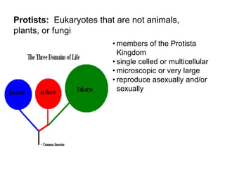 Kngdom Protista :Classification Subkingdom- PROTOZOA.pdf