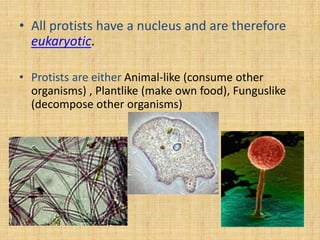 Kngdom Protista :Classification Subkingdom- PROTOZOA.pdf