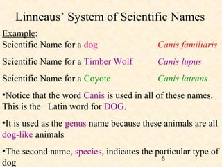 The Definition of CLASSIFICATION | PPT