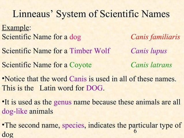 The Definition of CLASSIFICATION | PPT