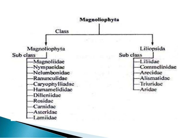 CLASSIFICATION SYSTEM OF TAKHTAJAN BY K.DIWAKAR
