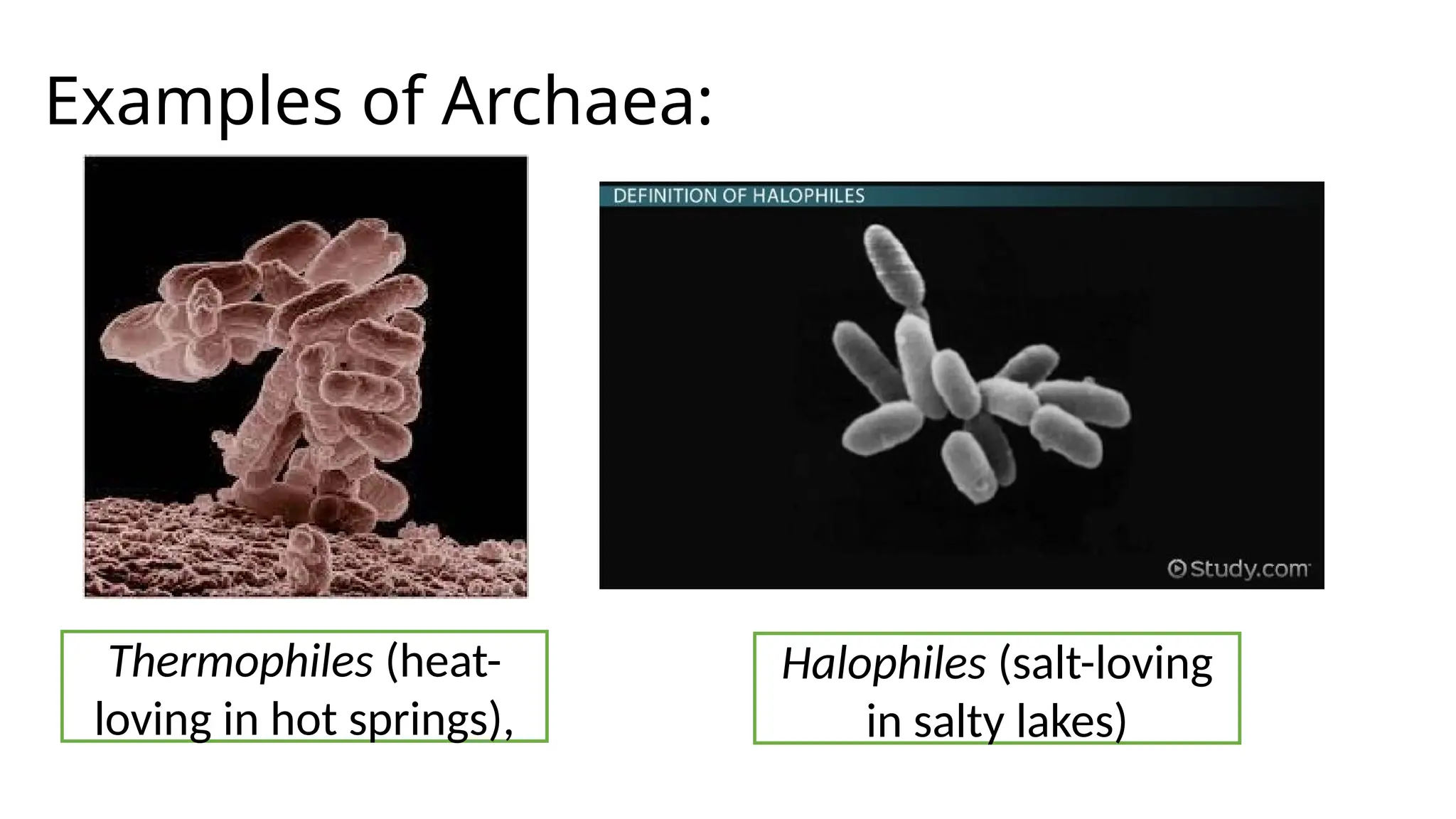 Classification Systems_TAXONOMY_SCIENCE8.pptx