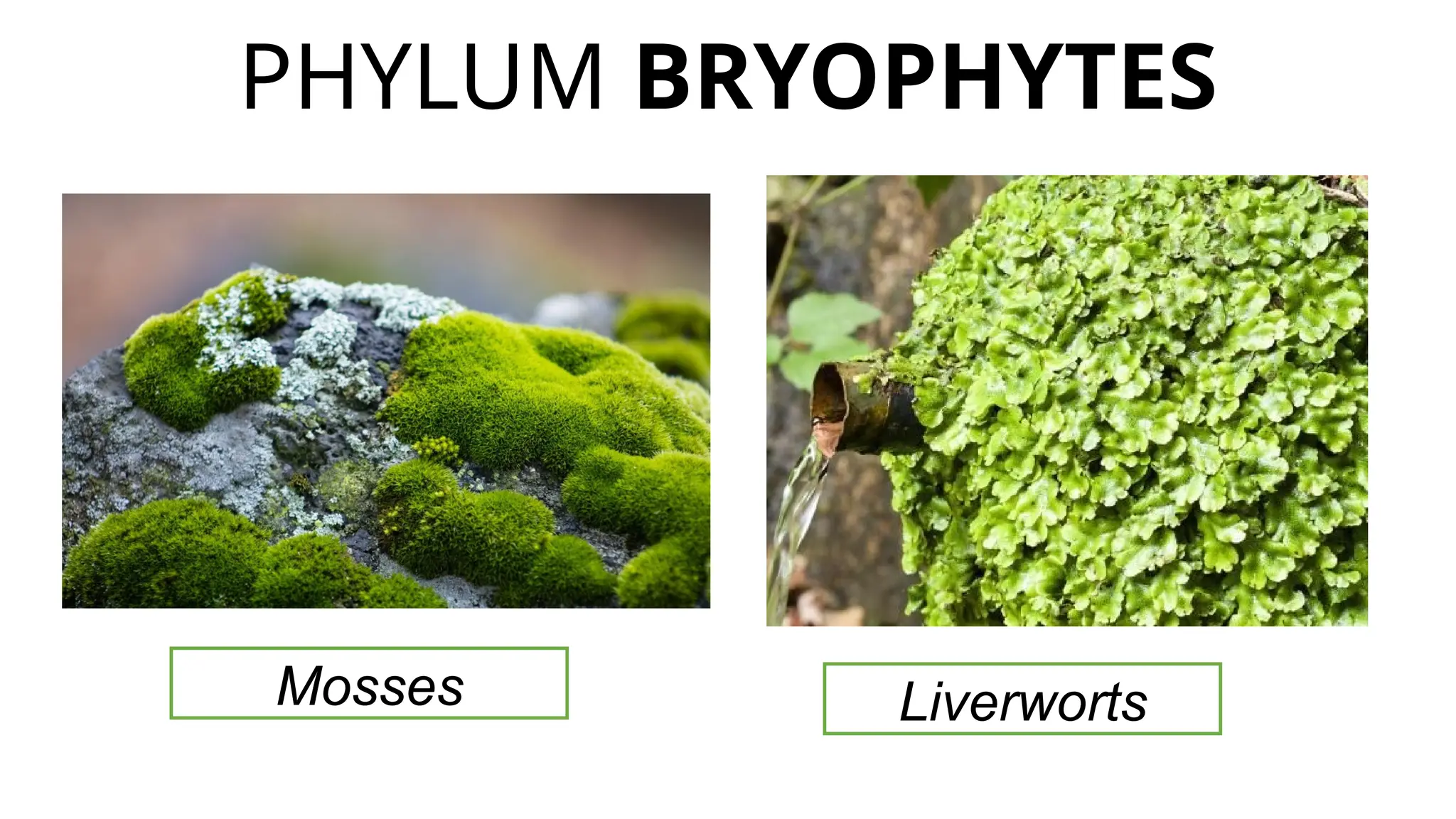 Classification Systems_TAXONOMY_SCIENCE8.pptx