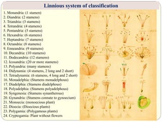 CLASSIFICATION SYSTEMS IN PLANTS | PPTX