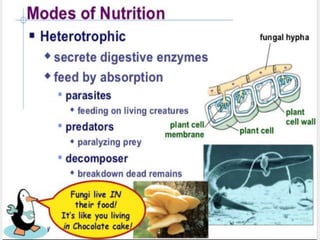 Classificatio of fungi alexopoulos and mims new | PPTX
