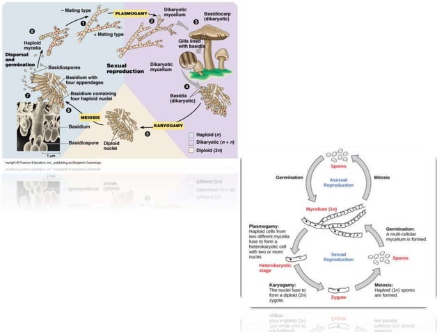 Classificatio of fungi alexopoulos and mims new | PPTX