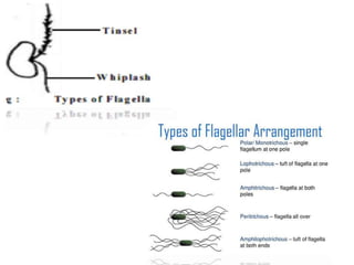 Classificatio of fungi alexopoulos and mims new | PPTX