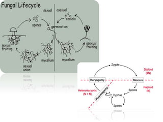 Classificatio of fungi alexopoulos and mims new | PPTX