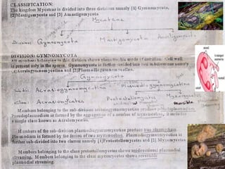 Classificatio of fungi alexopoulos and mims new | PPTX