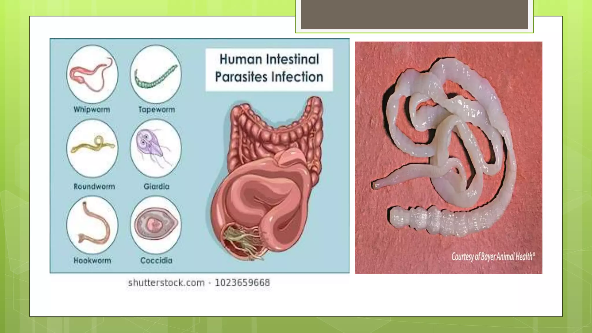 classification of drug | PPTX