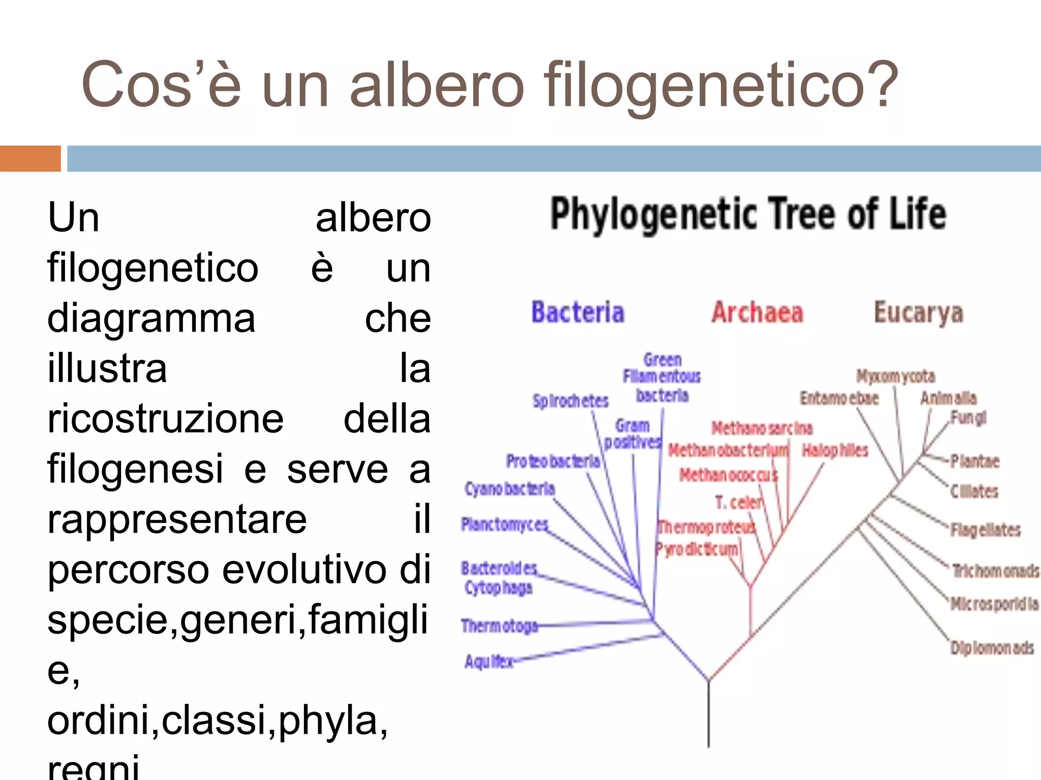 Classificazione e sistemi di classificazione degli organismi | PPTX