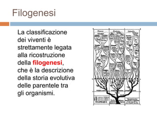 Classificazione e sistemi di classificazione degli organismi | PPTX