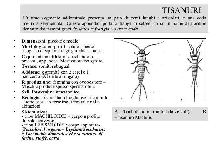 Classificazione degli insetti