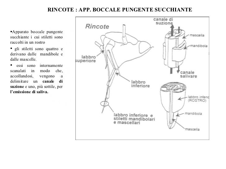Anatomia degli Insetti: Capo e Apparati Boccali