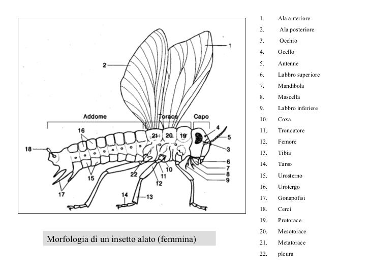 Classificazione degli insetti