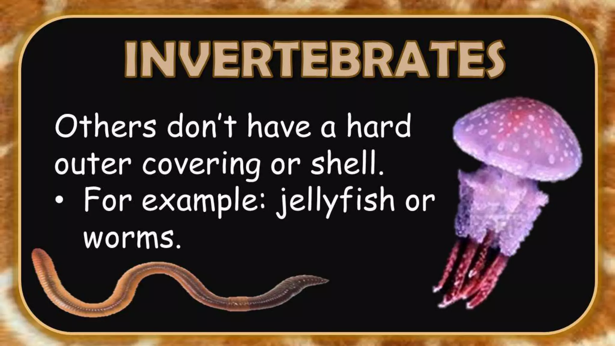 Classifying animal presentation final | PPTX