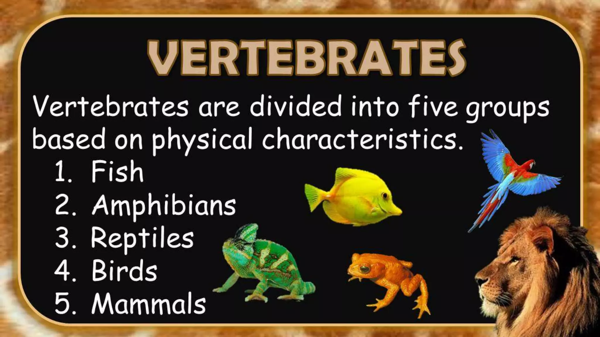 Classifying animal presentation final | PPTX